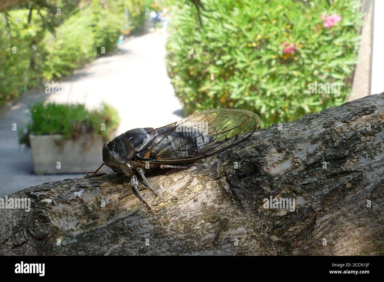 Common cicada of Provence Stock Photo - Alamy
