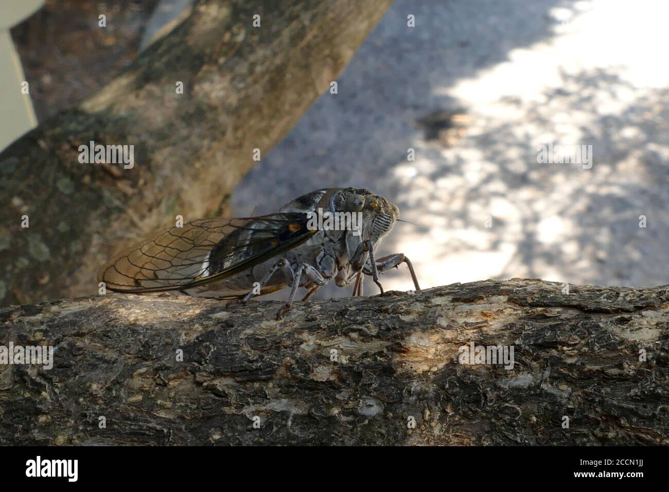Common cicada of Provence Stock Photo - Alamy