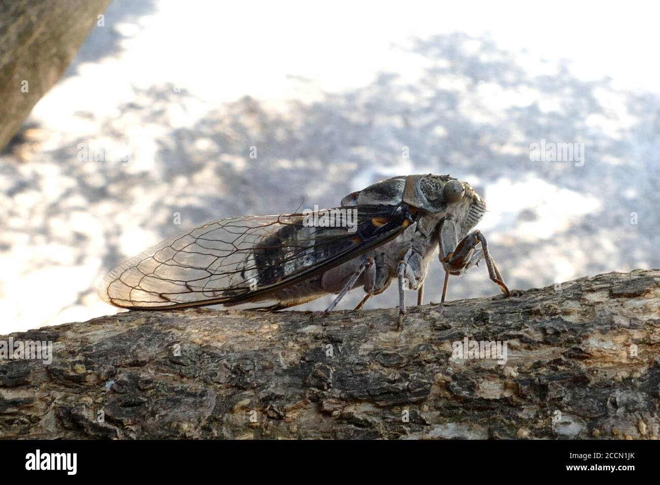 Common cicada of Provence Stock Photo - Alamy
