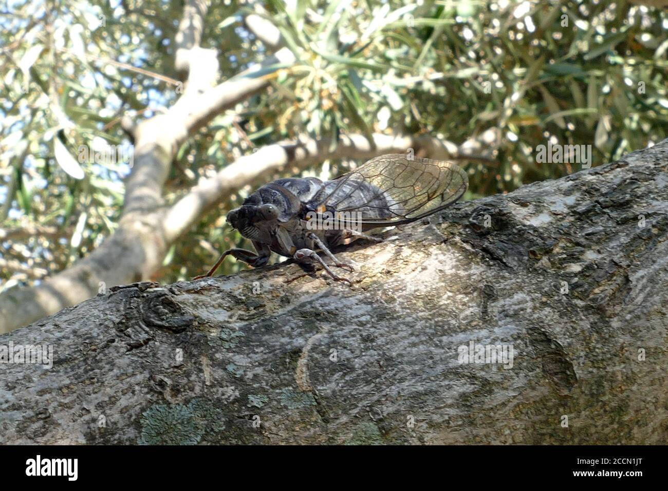 Common cicada of Provence Stock Photo - Alamy