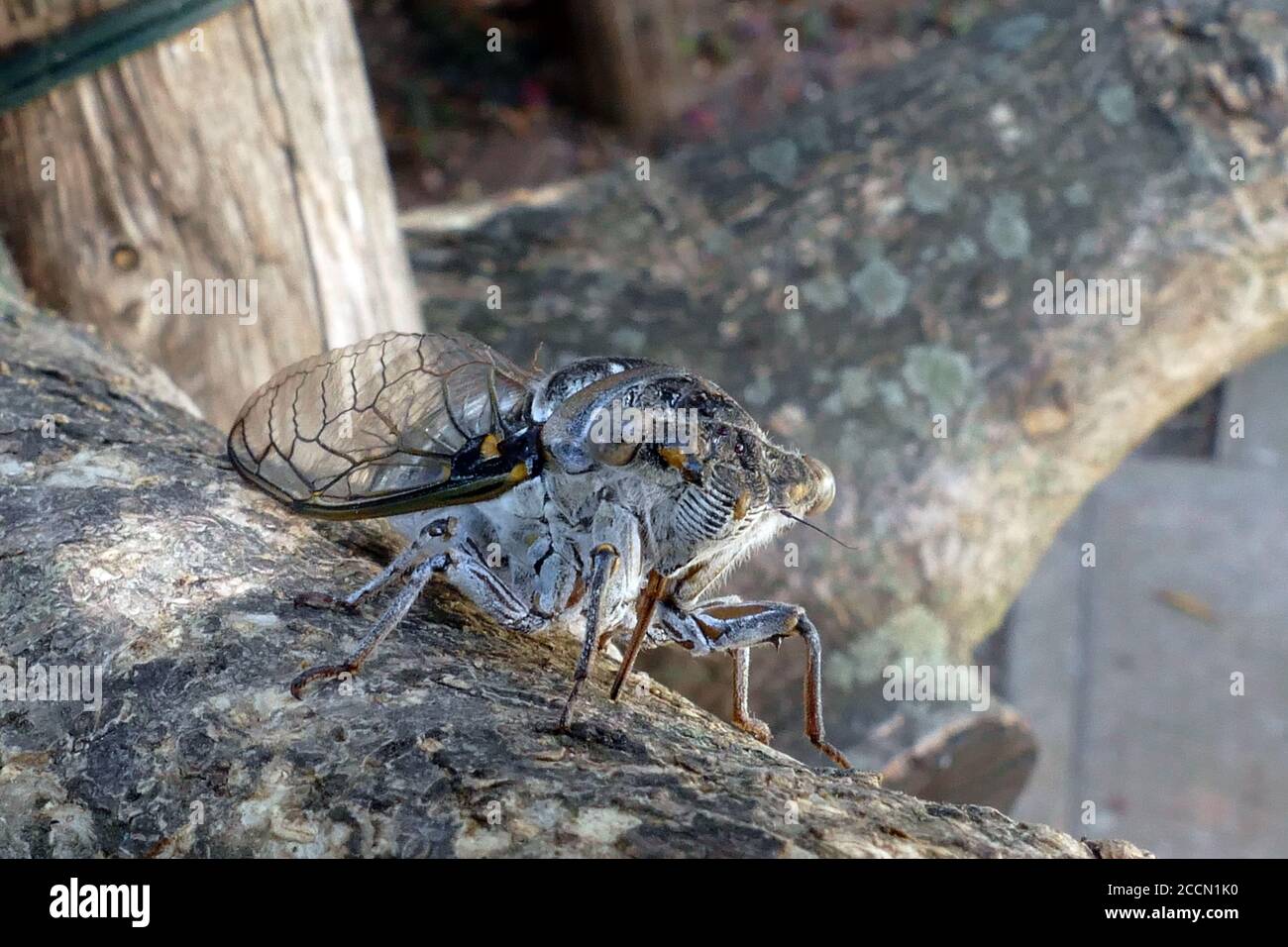 Common cicada of Provence Stock Photo - Alamy