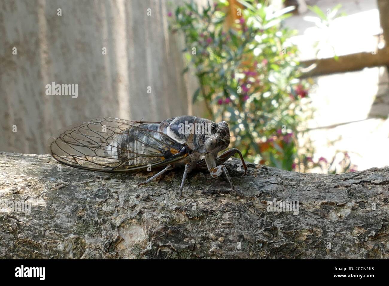 Common cicada of Provence Stock Photo - Alamy