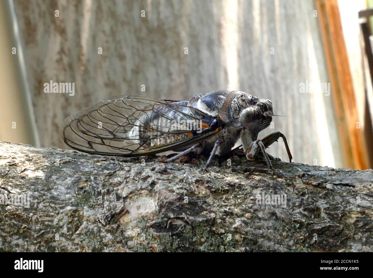 Common cicada of Provence Stock Photo - Alamy