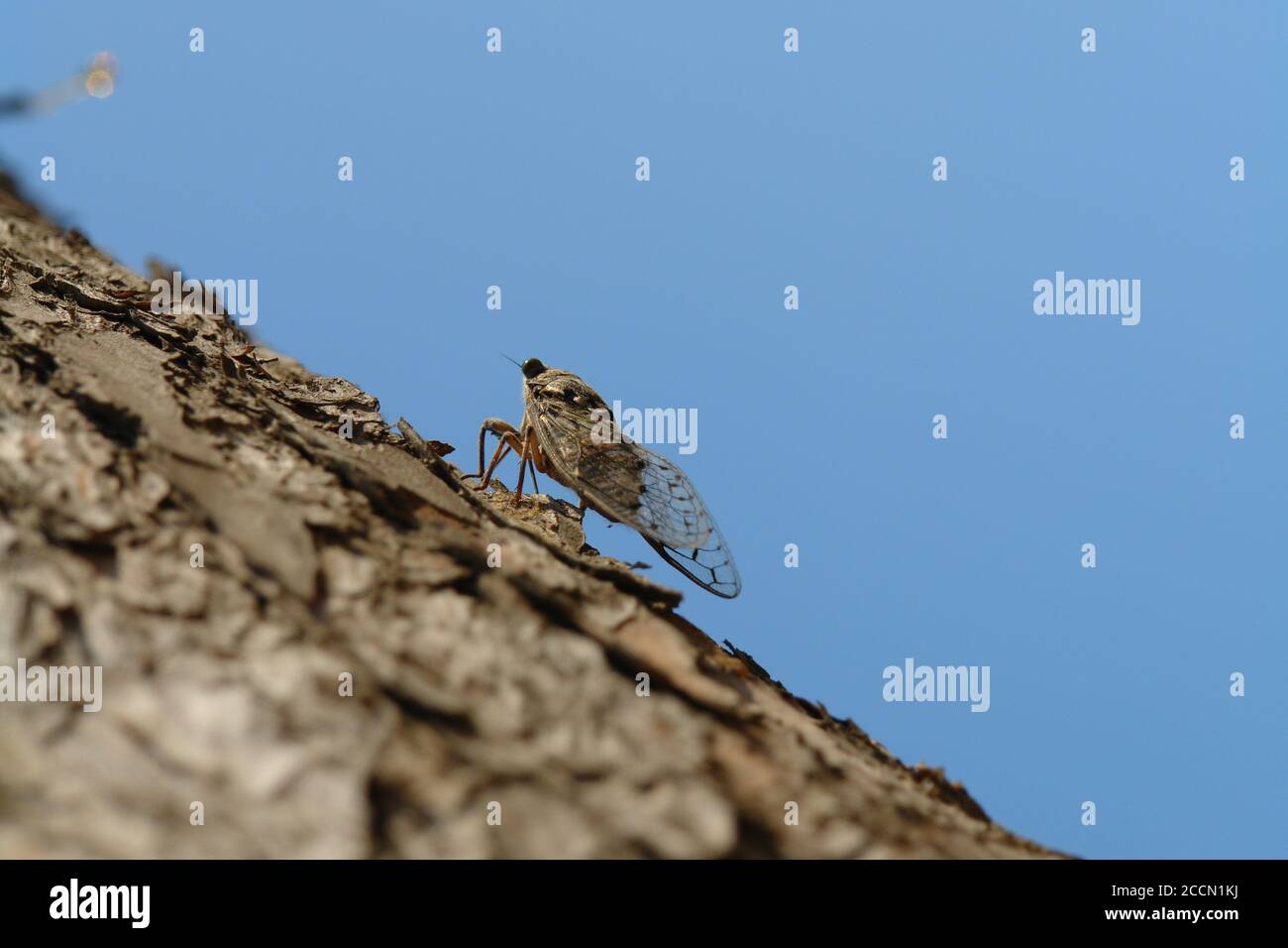 Common cicada of Provence Stock Photo - Alamy