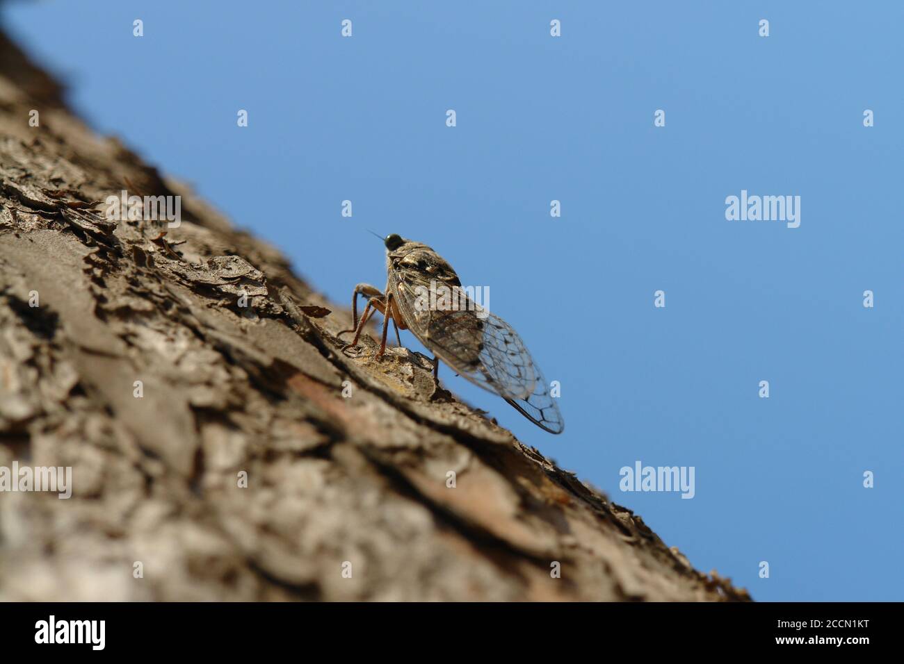 Common cicada of Provence Stock Photo - Alamy