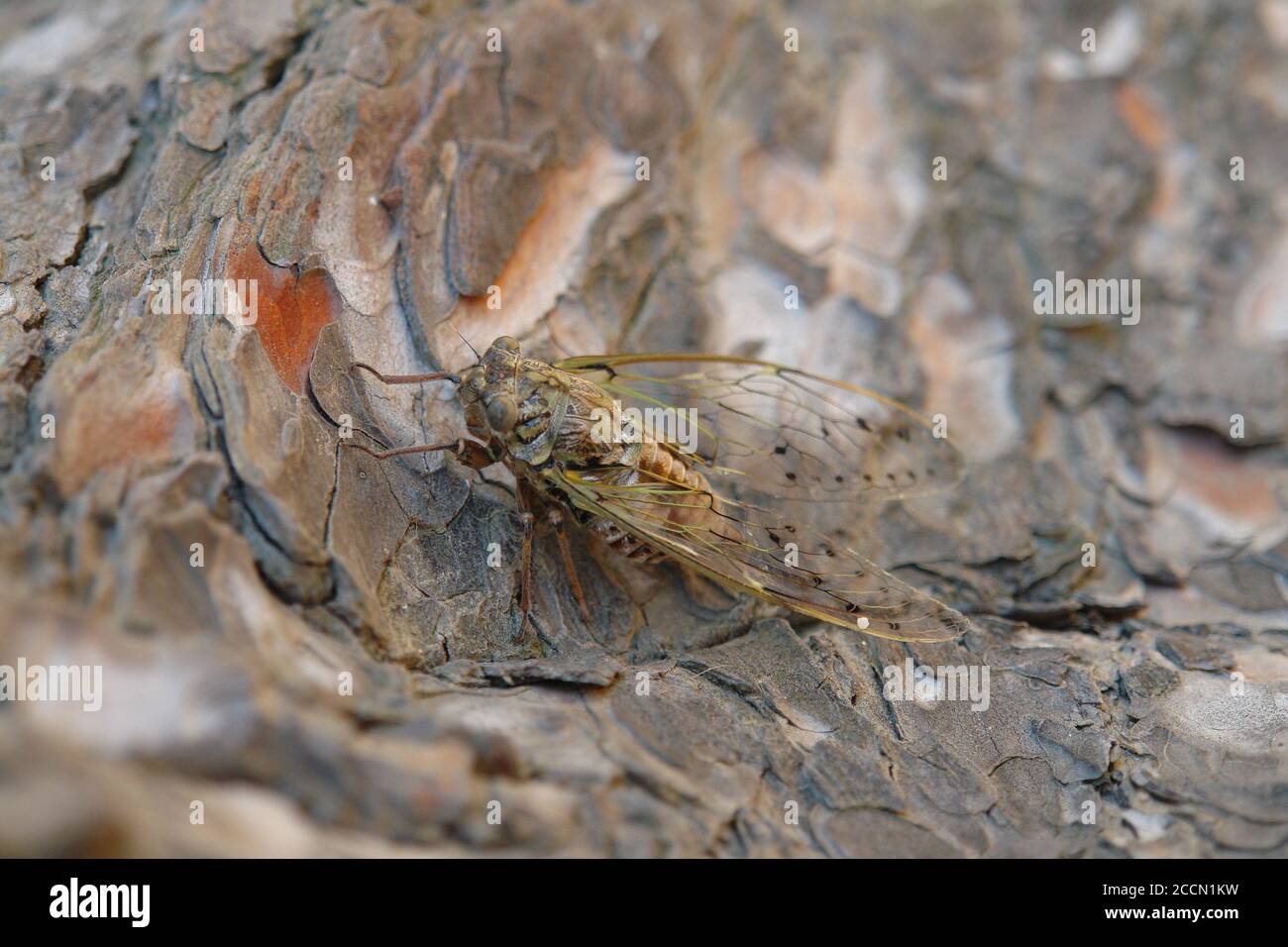 Common cicada of Provence Stock Photo - Alamy