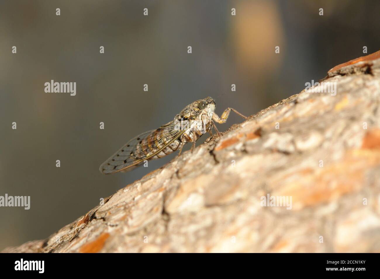 Common cicada of Provence Stock Photo - Alamy