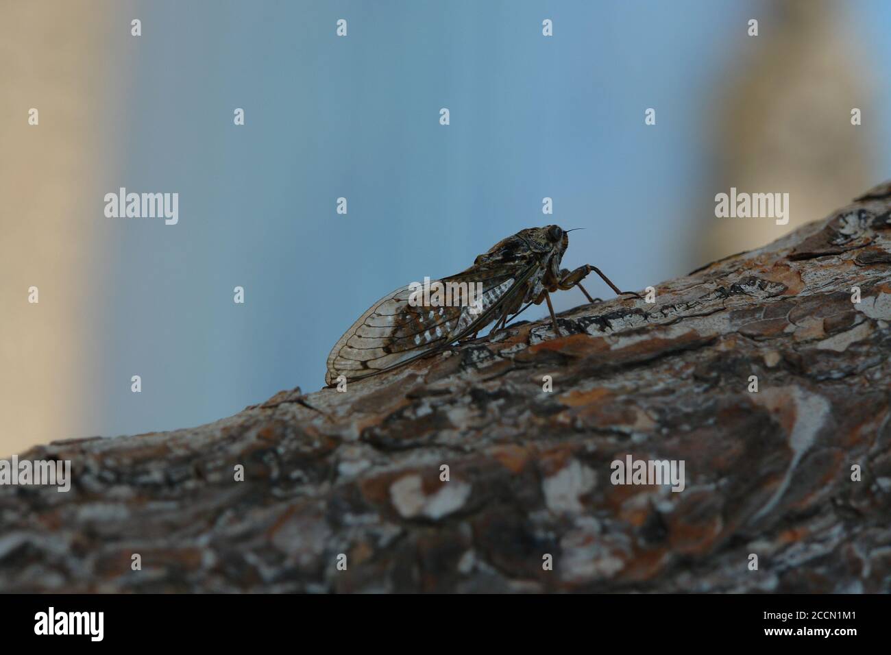 Common cicada of Provence Stock Photo - Alamy