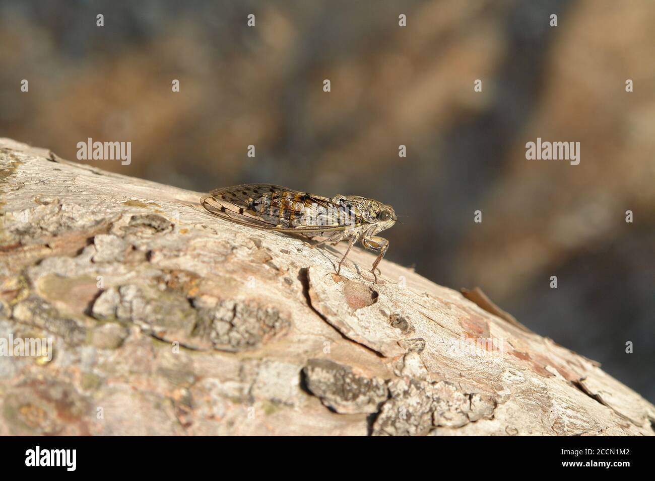 Common cicada of Provence Stock Photo - Alamy