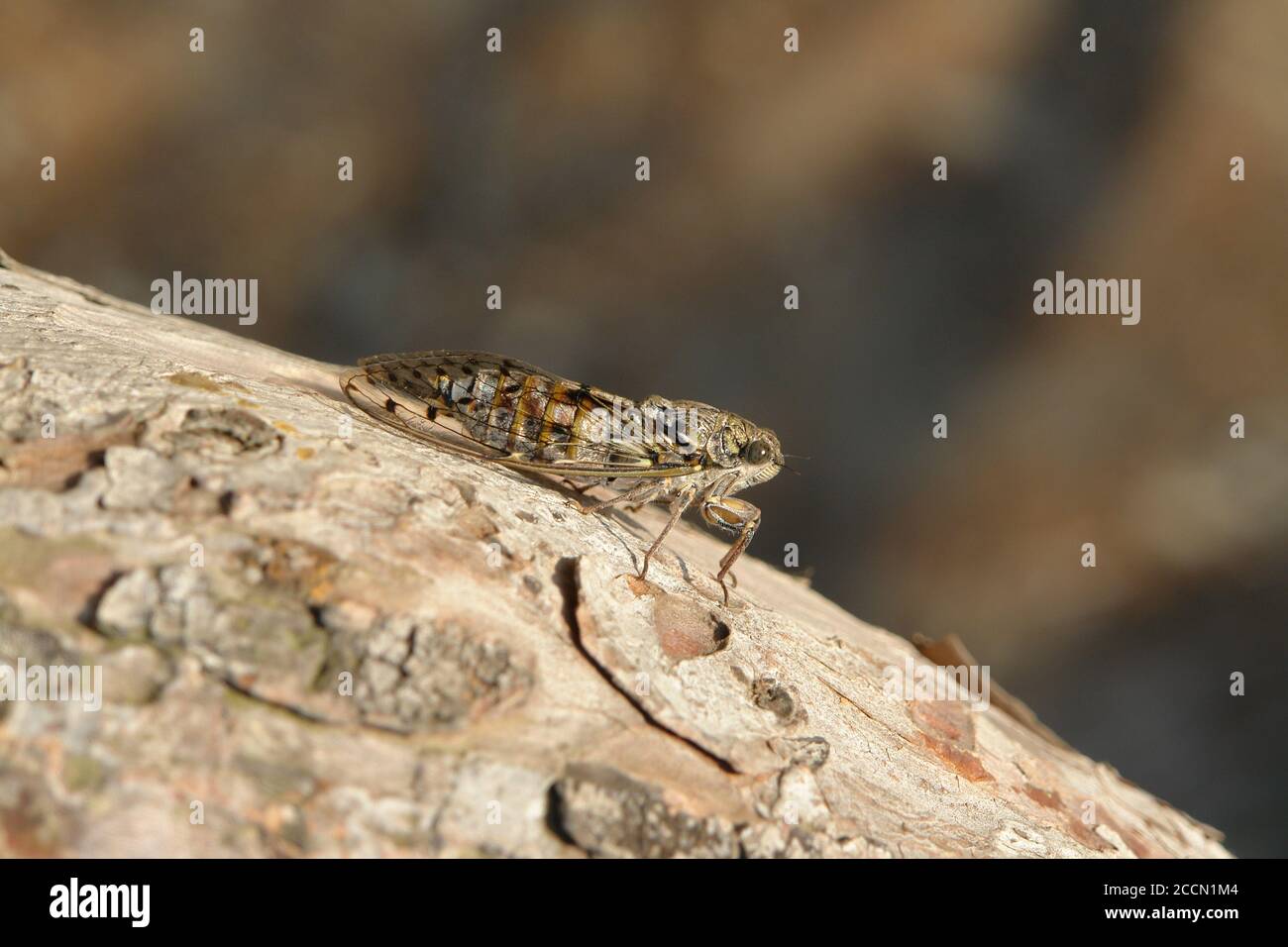 Common cicada of Provence Stock Photo - Alamy