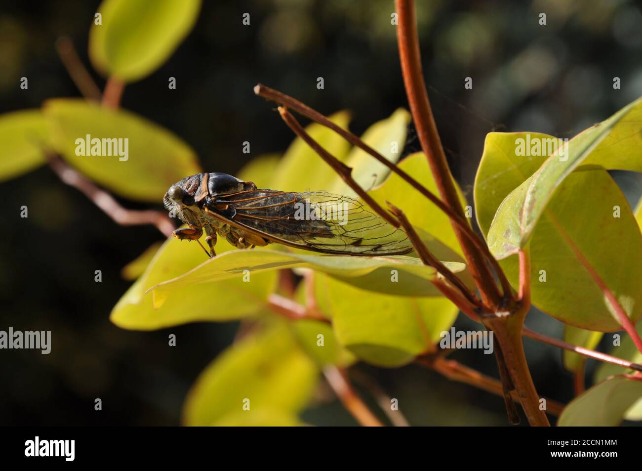 Common cicada of Provence Stock Photo - Alamy