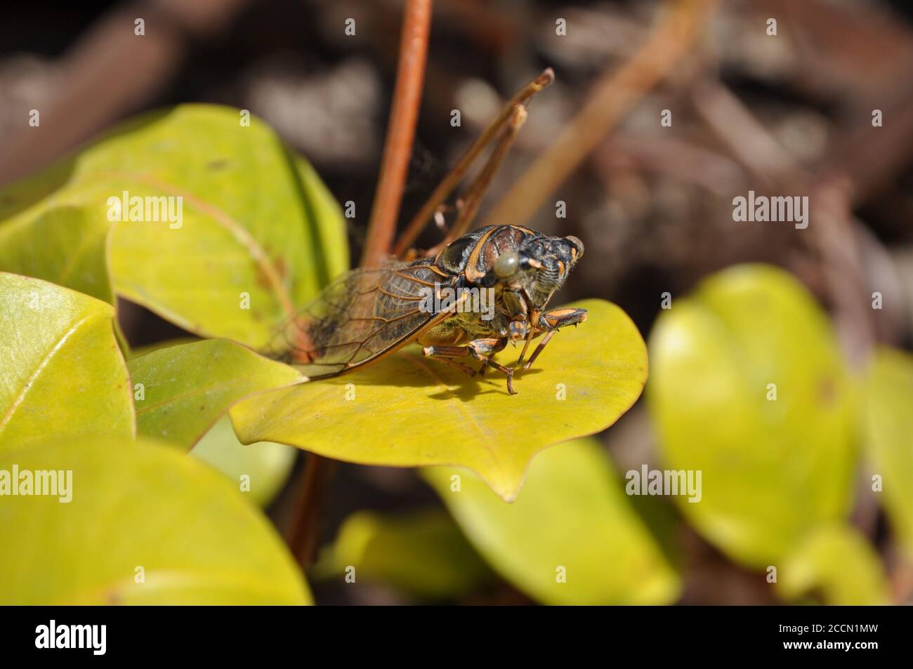 Common cicada of Provence Stock Photo - Alamy