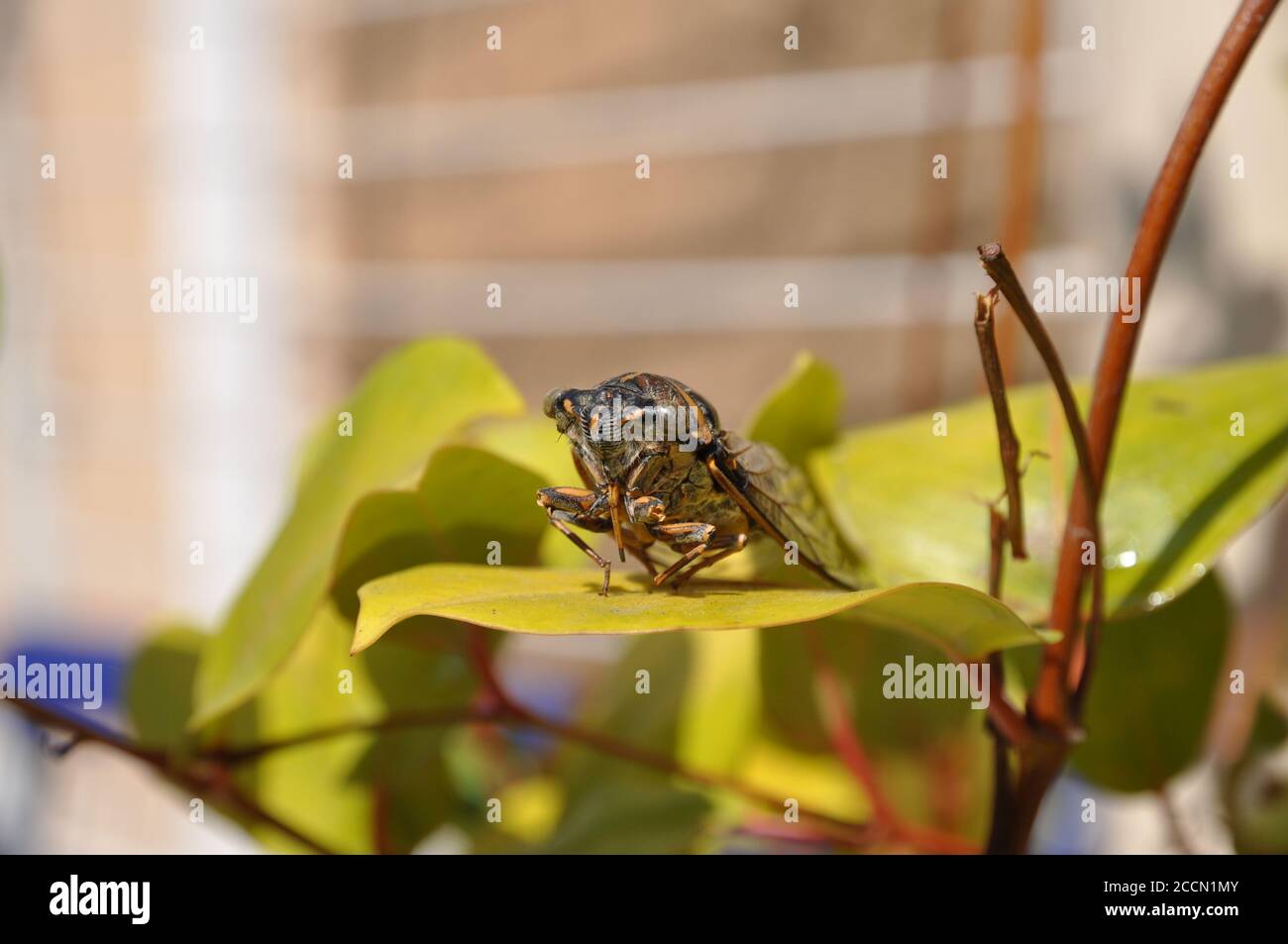 Common cicada of Provence Stock Photo - Alamy