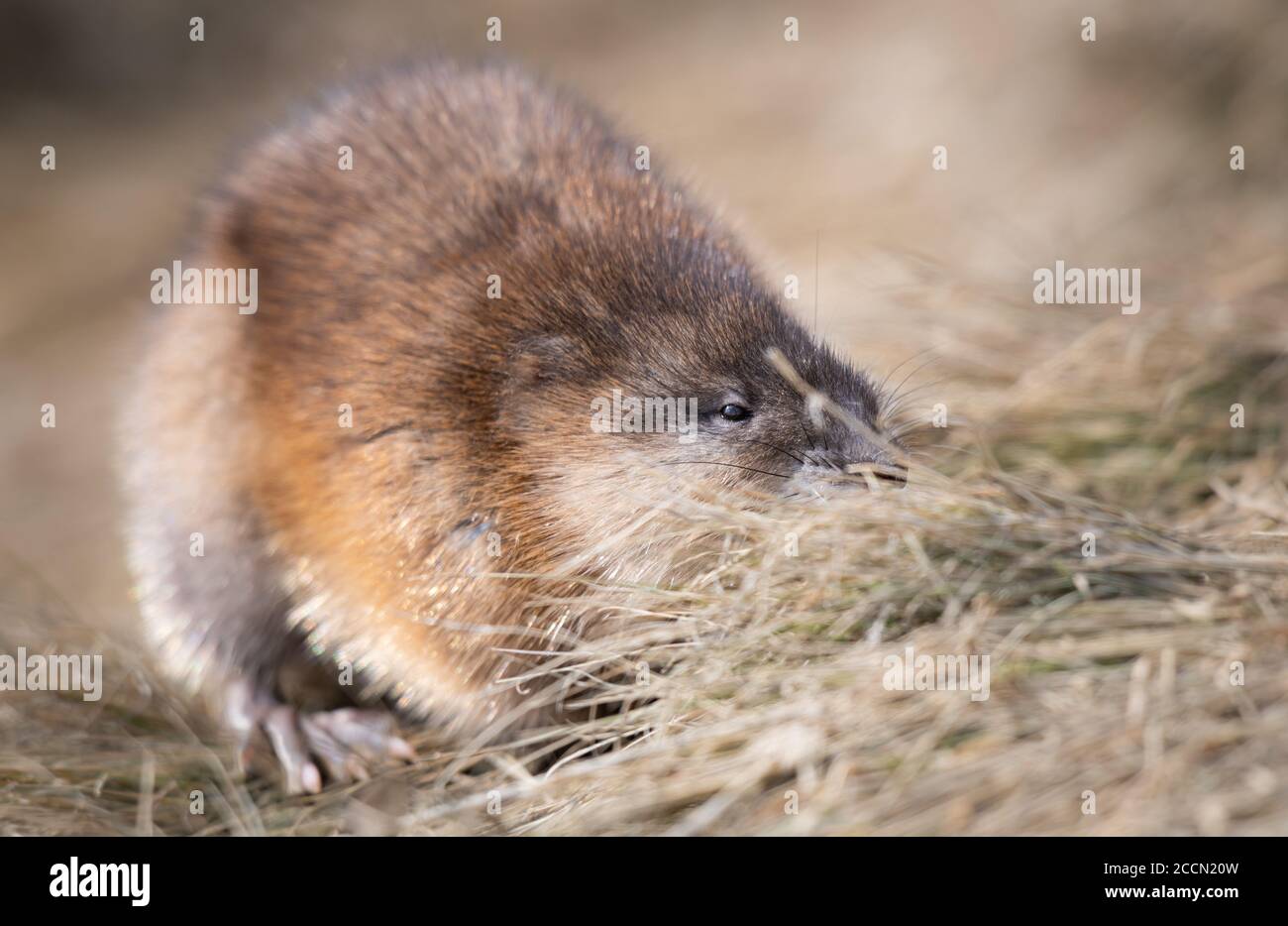Muscrat in the wild Stock Photo - Alamy