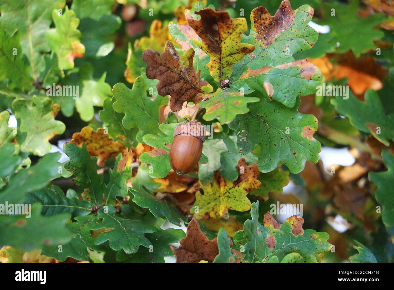 Acorn mast hi-res stock photography and images - Alamy