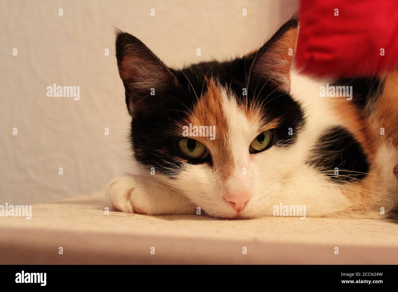 Closeup shot of a cute colorful cat staring at the camera Stock Photo ...