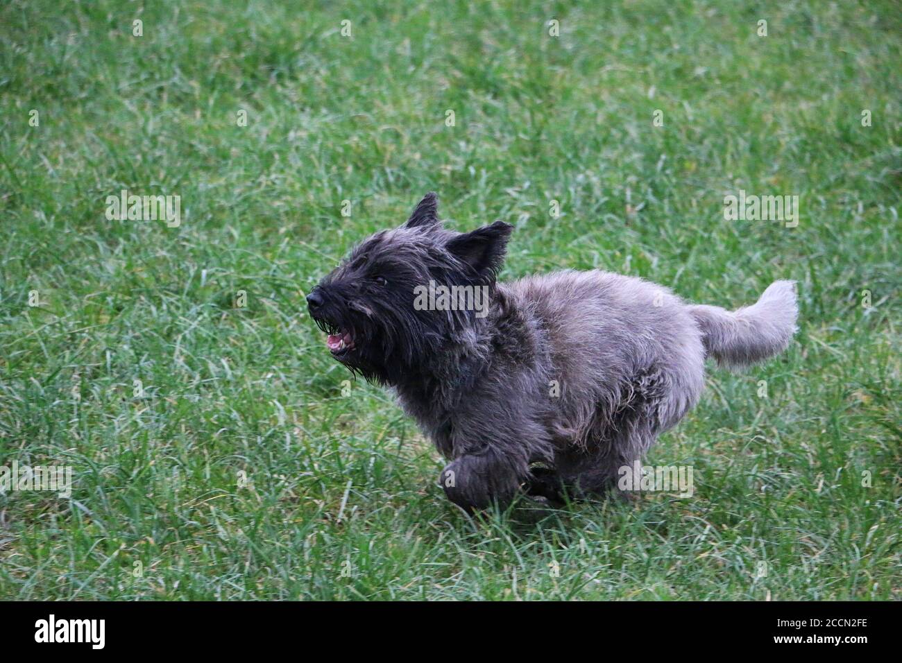 Fluffy black dog running on grass in a park Stock Photo - Alamy