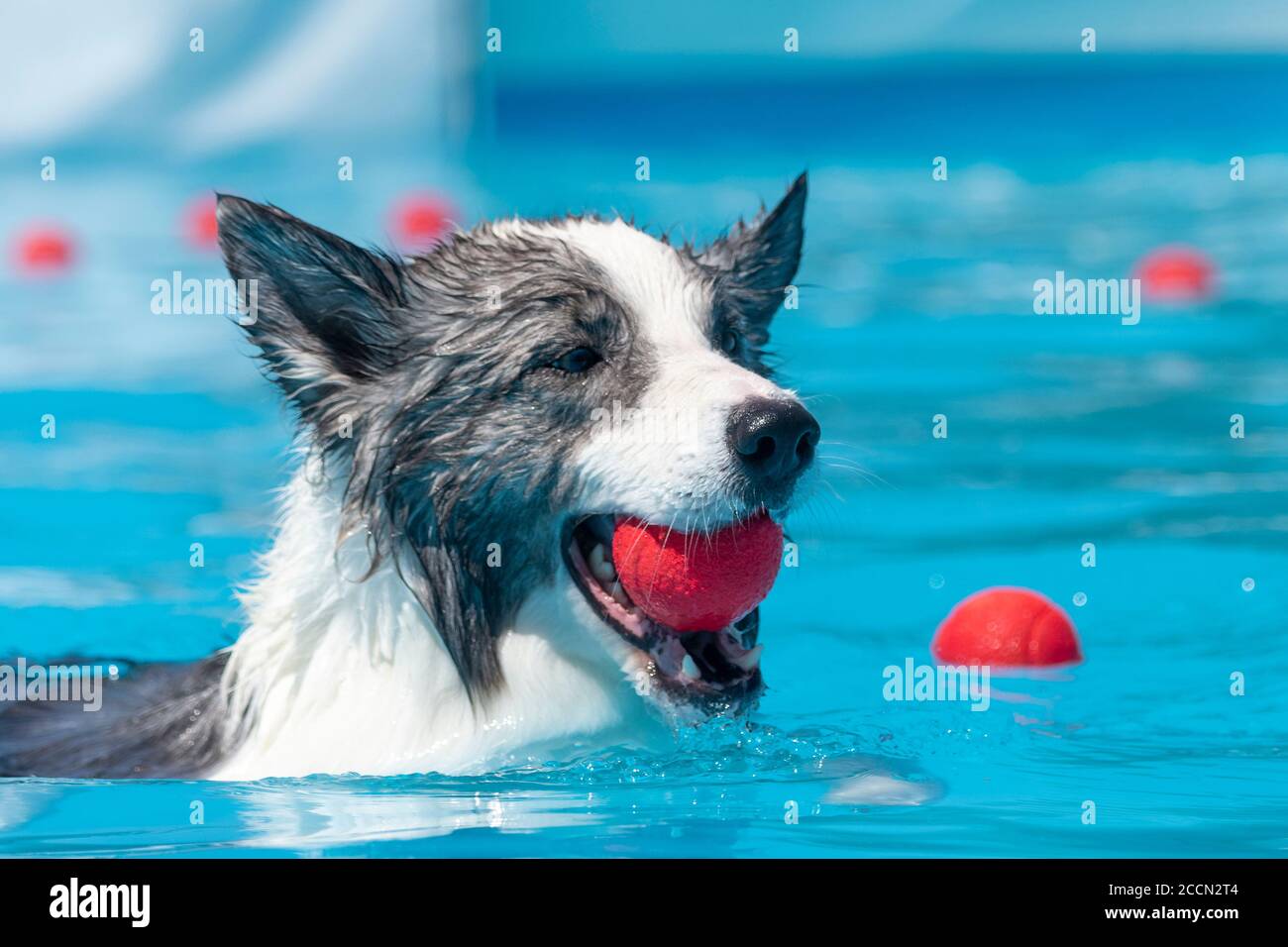 Border Collie with a ball in his mouth while swimming in the pool Stock ...