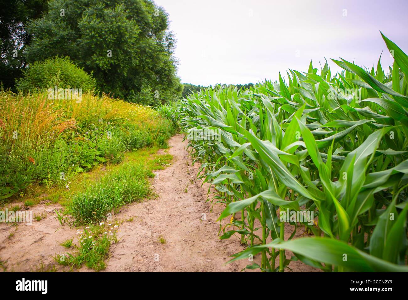road along the cornfield, closeup Stock Photo - Alamy