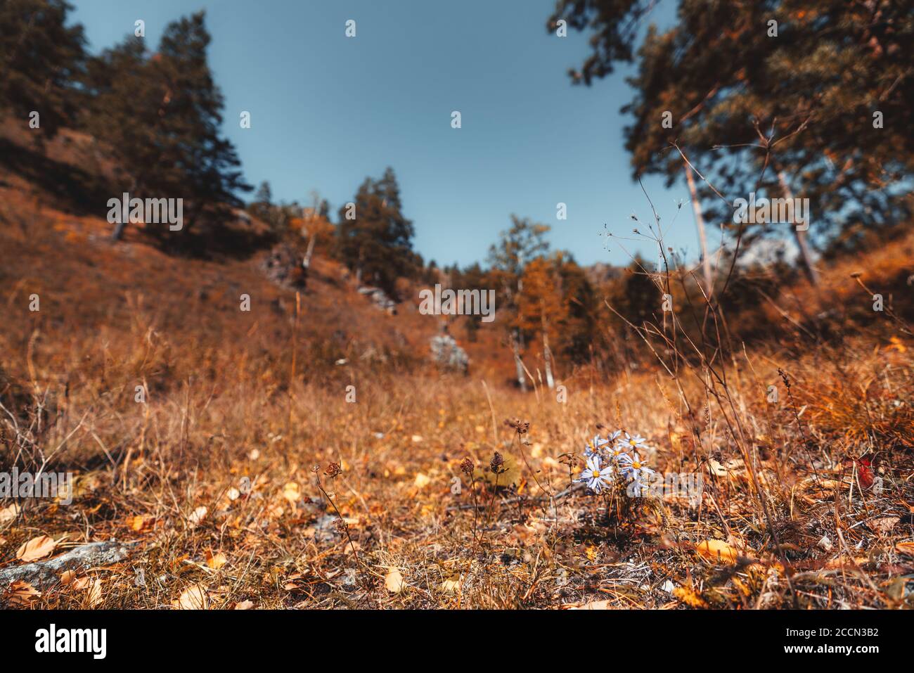 Bluish scenery hi-res stock photography and images - Alamy