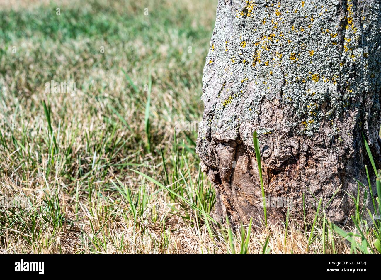 Careless weed hi-res stock photography and images - Alamy