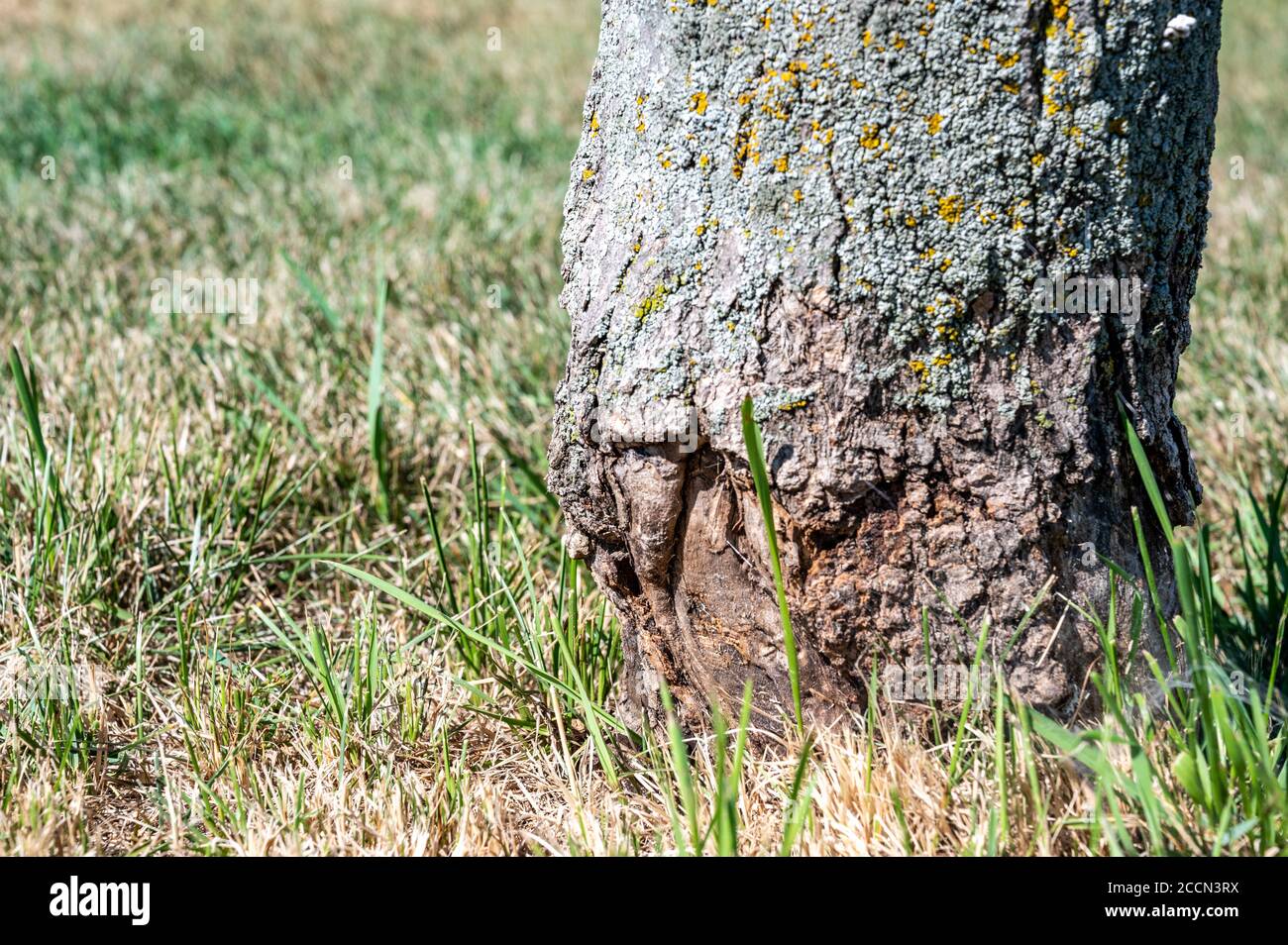 Careless weed hi-res stock photography and images - Alamy