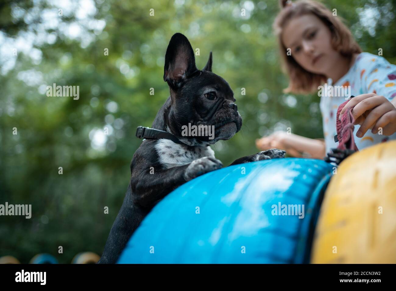 girl play with cute little frenchie bulldog puppy in park at summer day ...