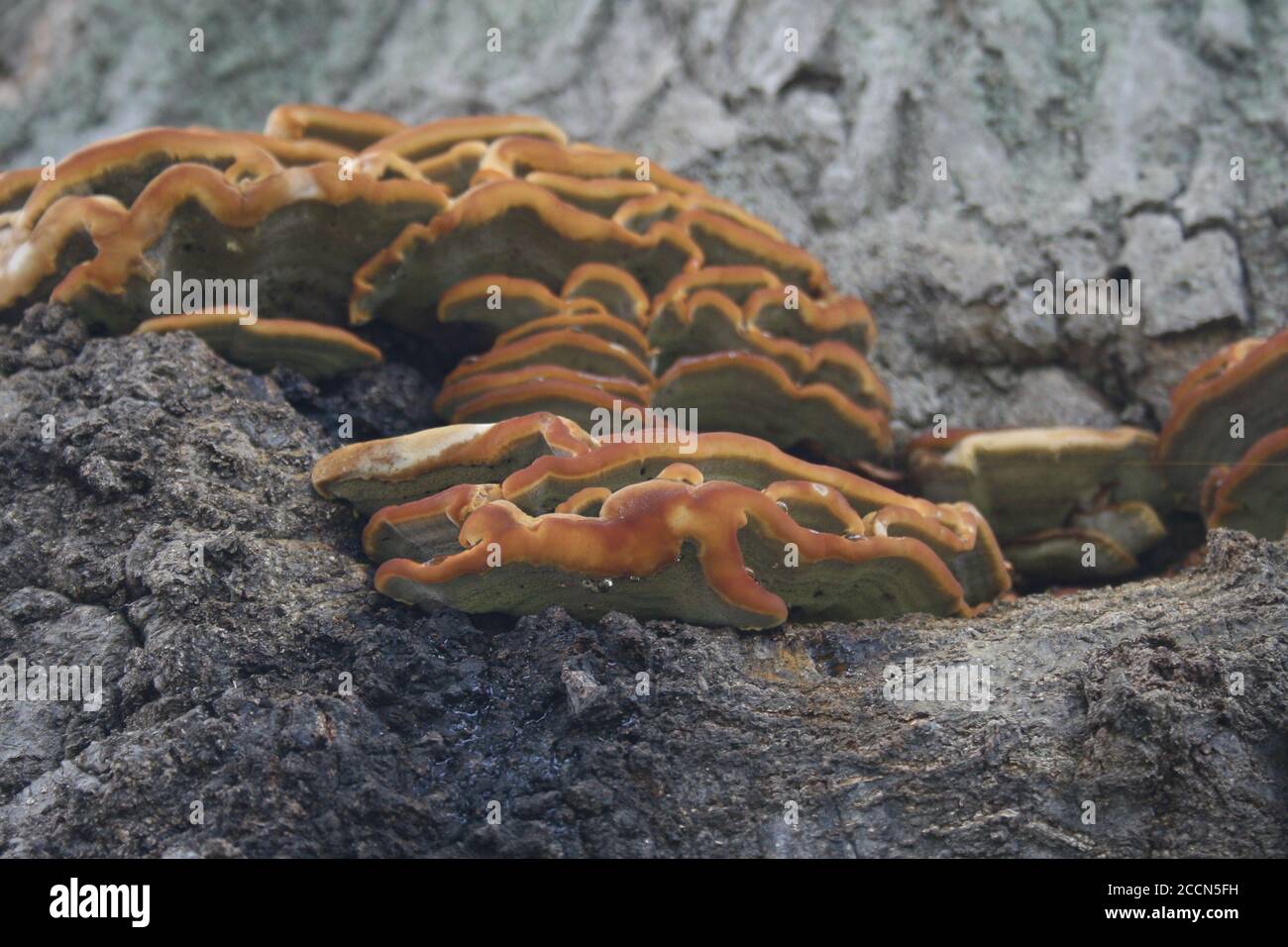 Fungi on a tree notch Stock Photo - Alamy