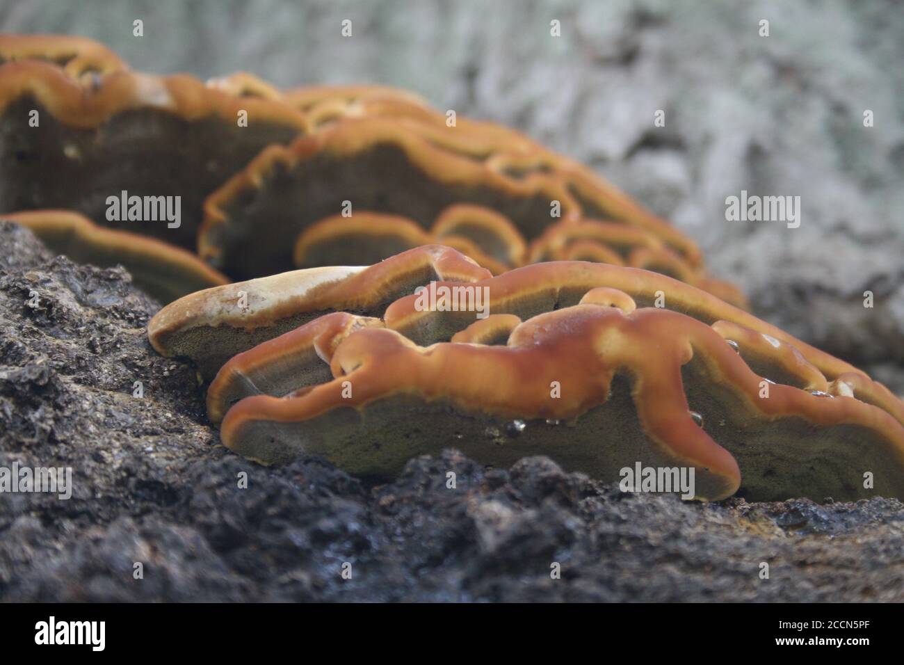 Fungi on a tree notch Stock Photo - Alamy