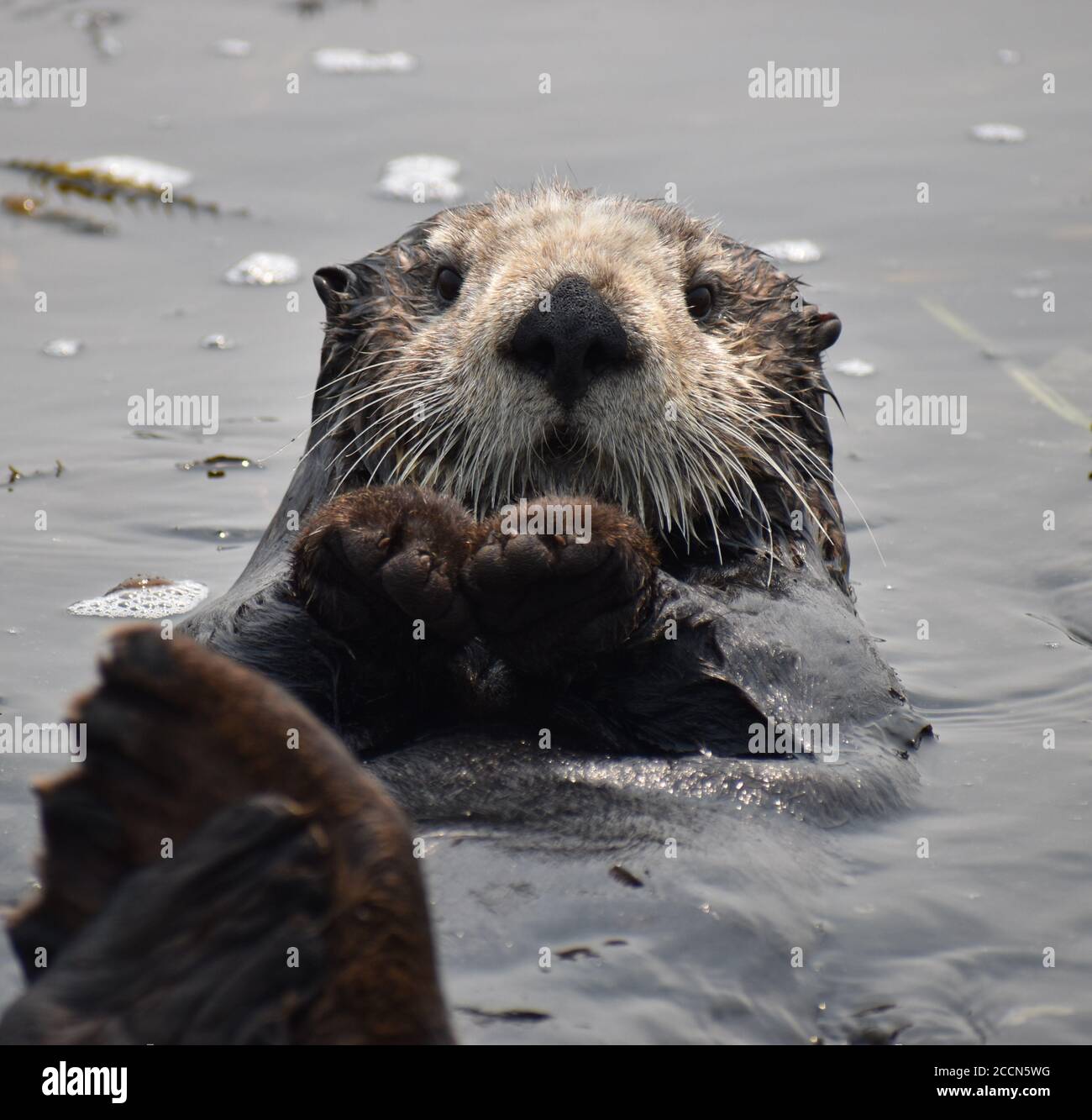 An Inquisitive Sea Otter Enhydra Lutris Looks From The Waters Of Elkhorn Slough On The