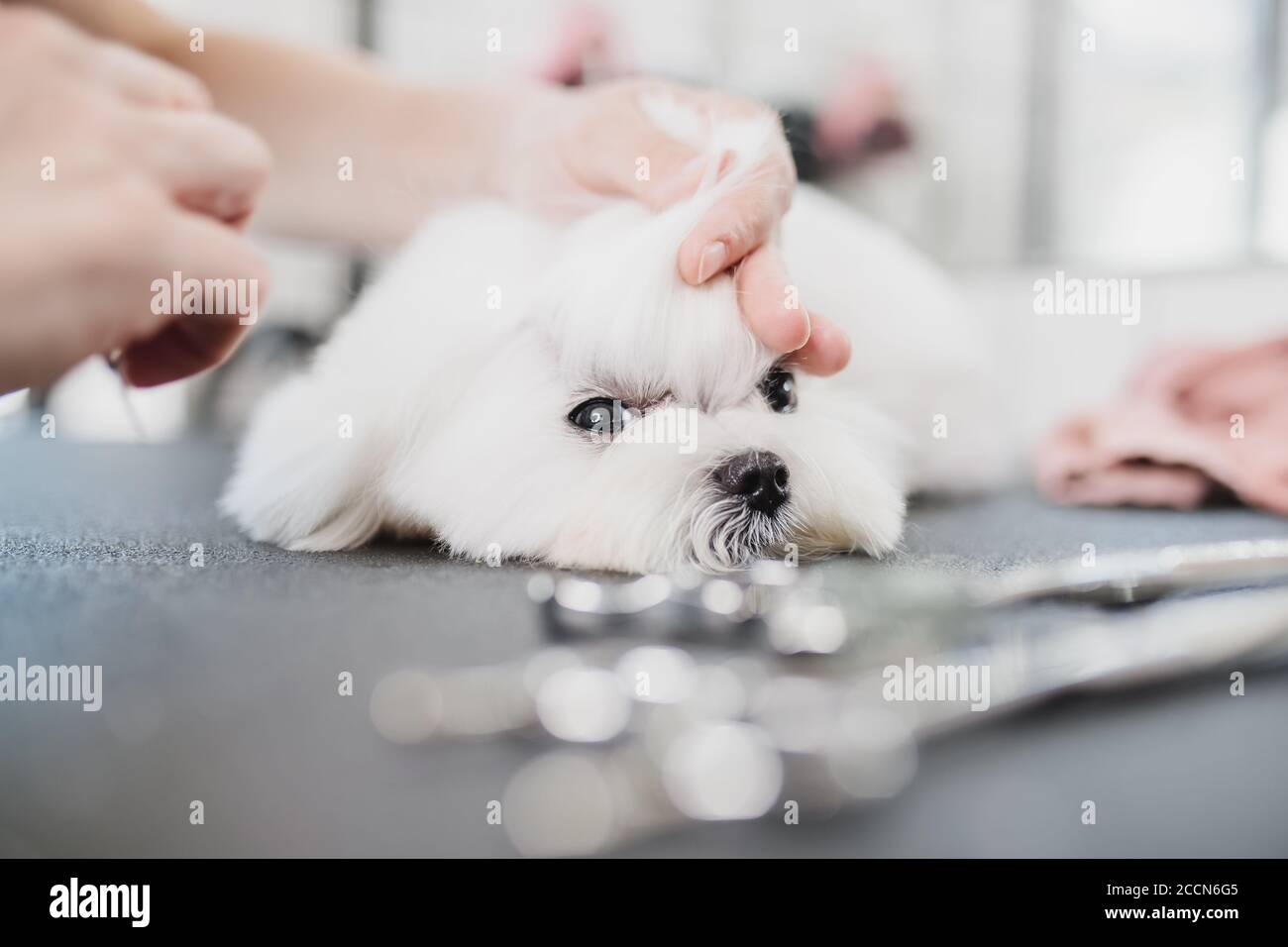Grooming of dogs and small animals in the grooming salon Stock Photo ...