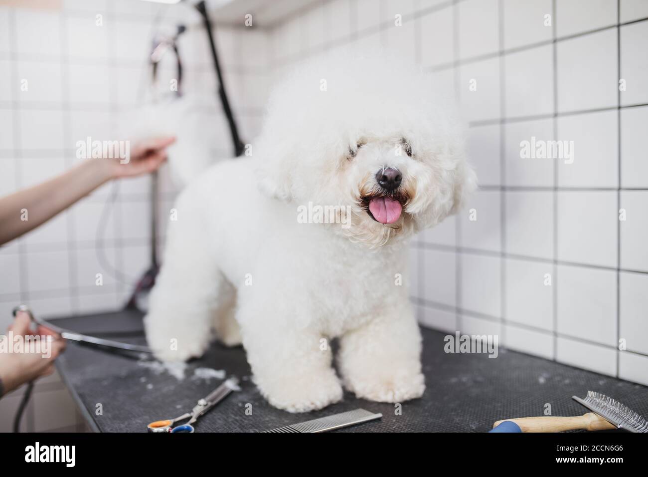 Grooming of dogs and small animals in the grooming salon Stock Photo ...