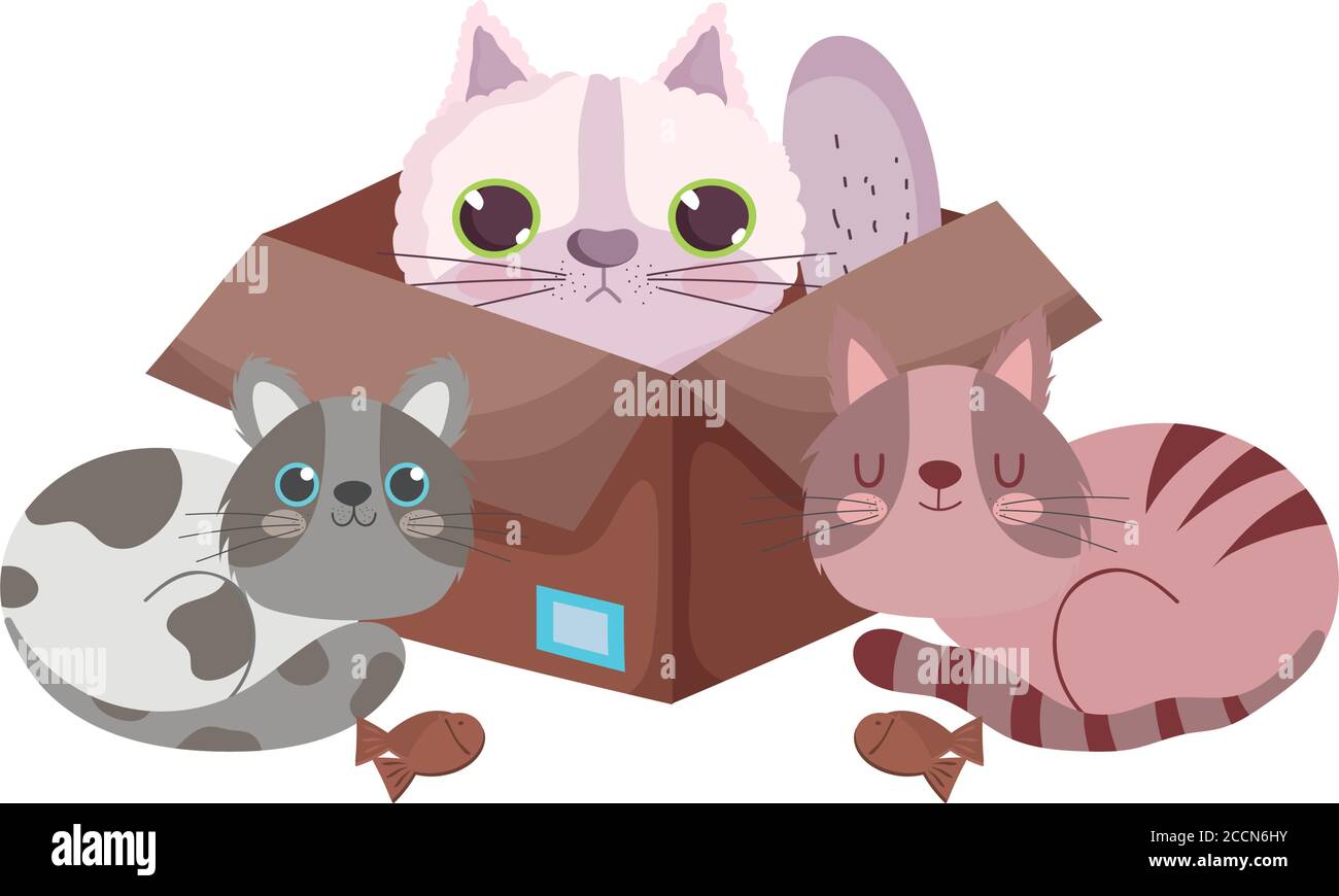 pet shop, cat in cardboard box and kittens with cookie fishes animal ...