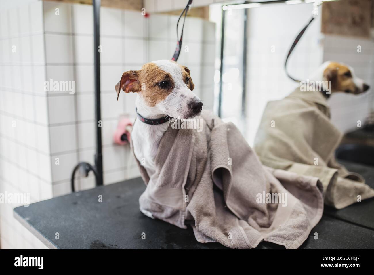 Grooming of dogs and small animals in the grooming salon Stock Photo ...