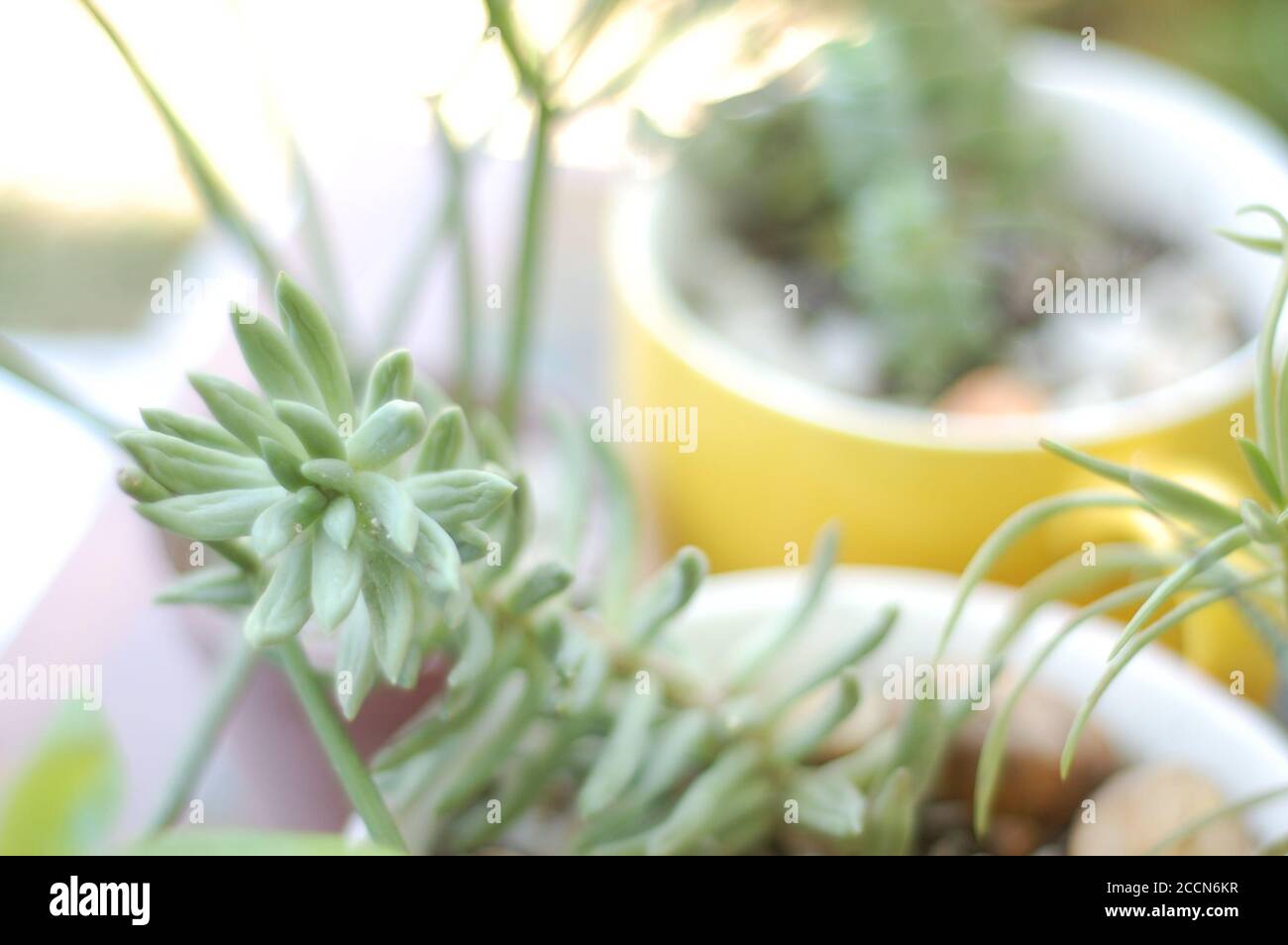 Succulent close up hi-res stock photography and images - Alamy