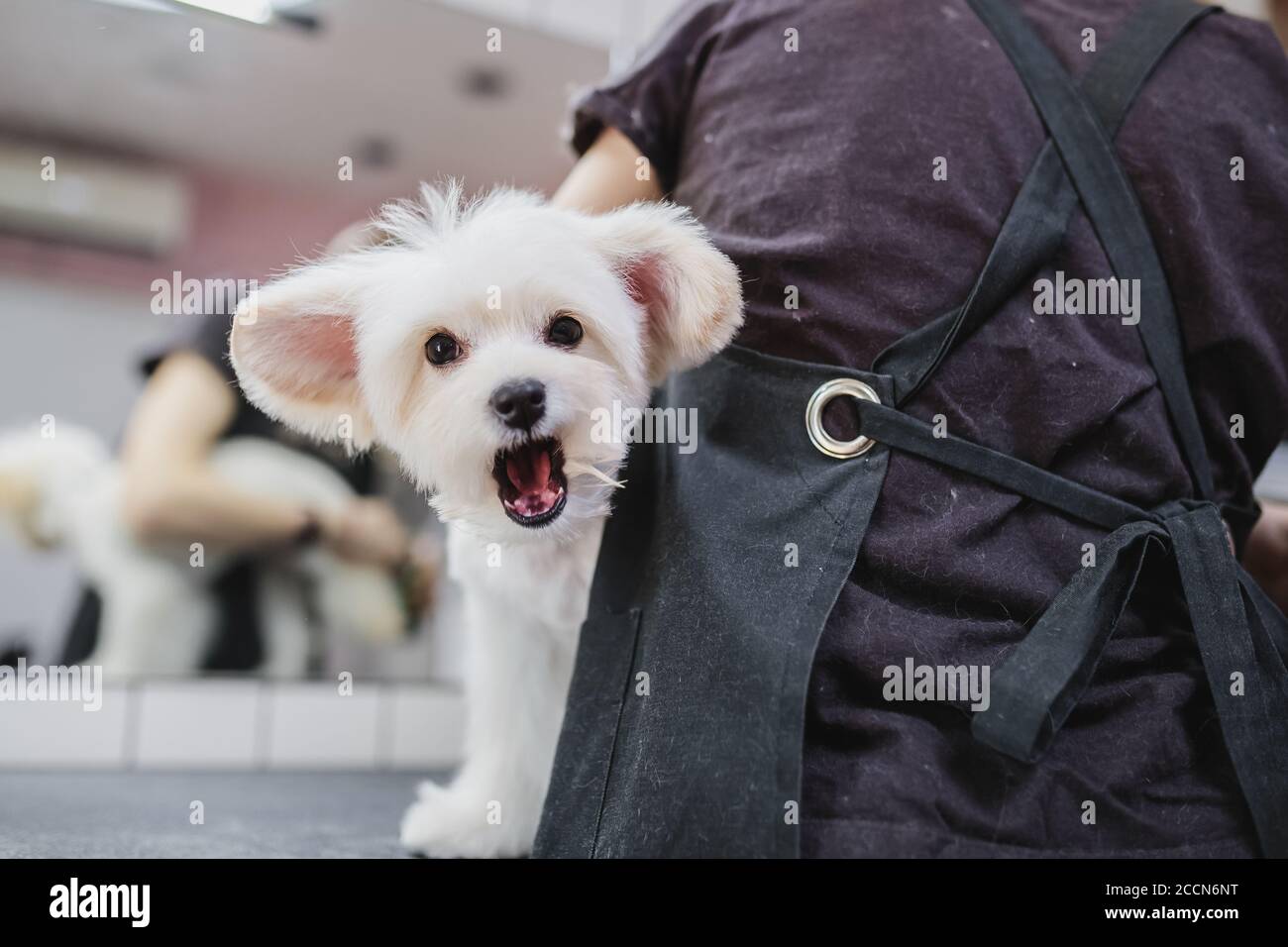 Grooming of dogs and small animals in the grooming salon Stock Photo ...