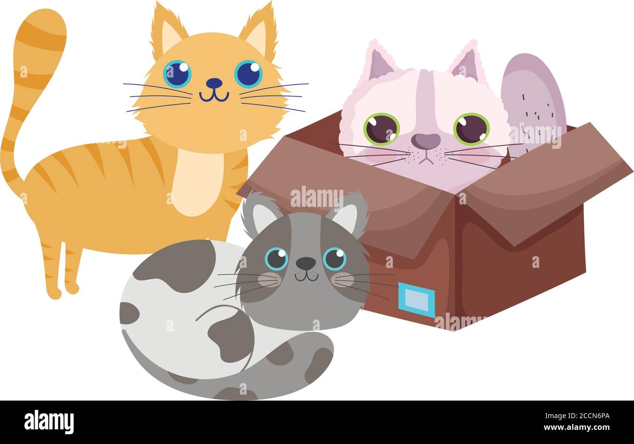 pet shop, cat in cardboard box and kittens animals domestic cartoon ...
