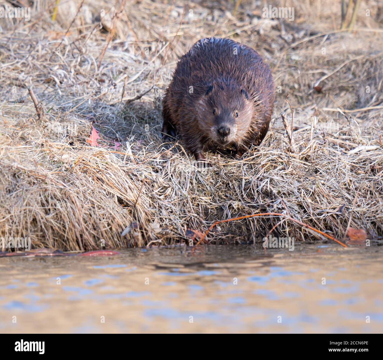 Beaver in the wild Stock Photo - Alamy