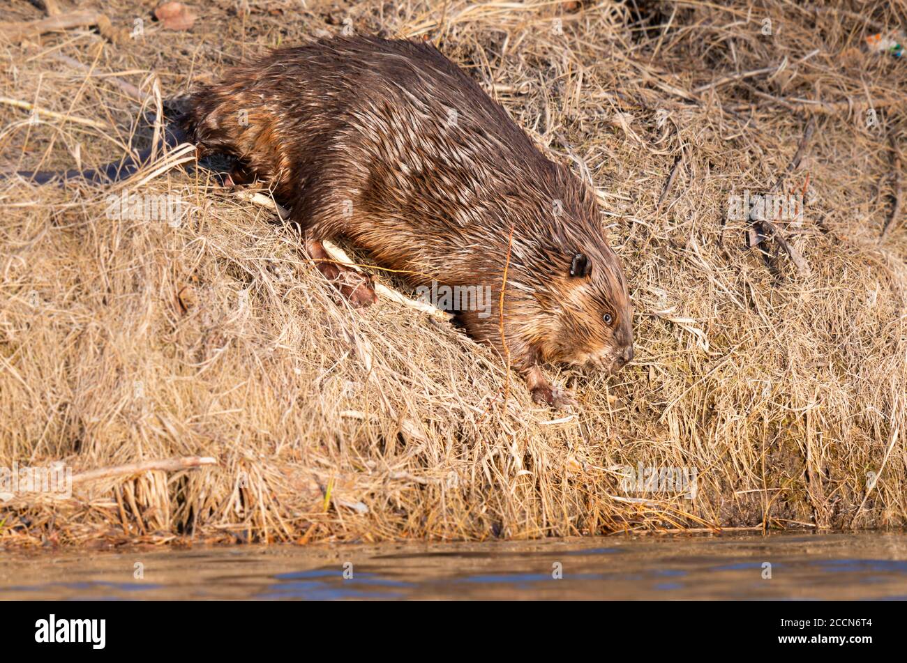 Beaver in the wild Stock Photo - Alamy