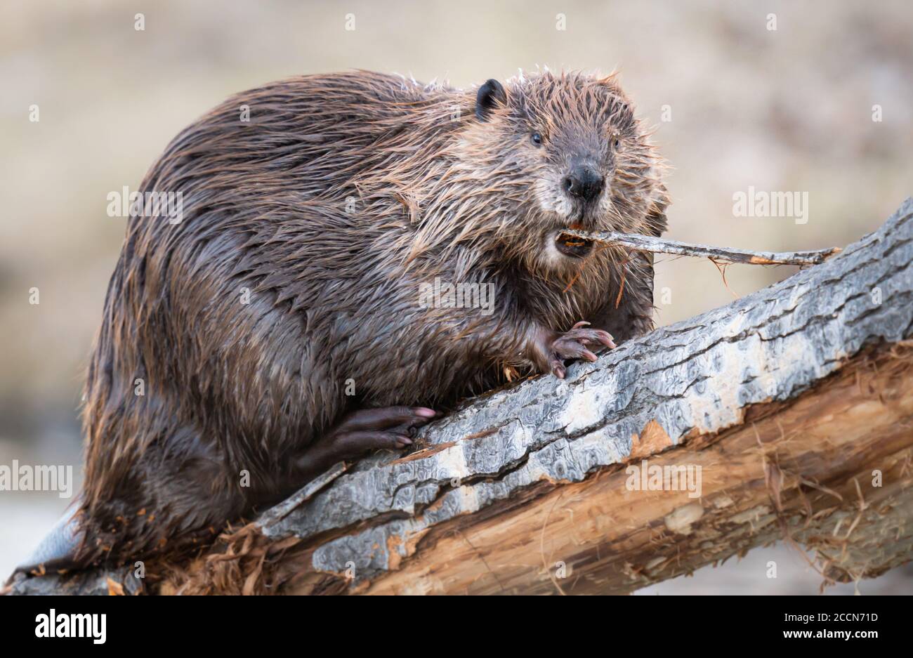 Beaver in the wild Stock Photo - Alamy