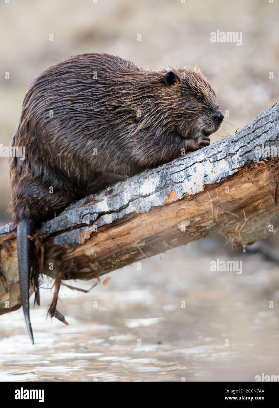 Beaver in the wild Stock Photo - Alamy