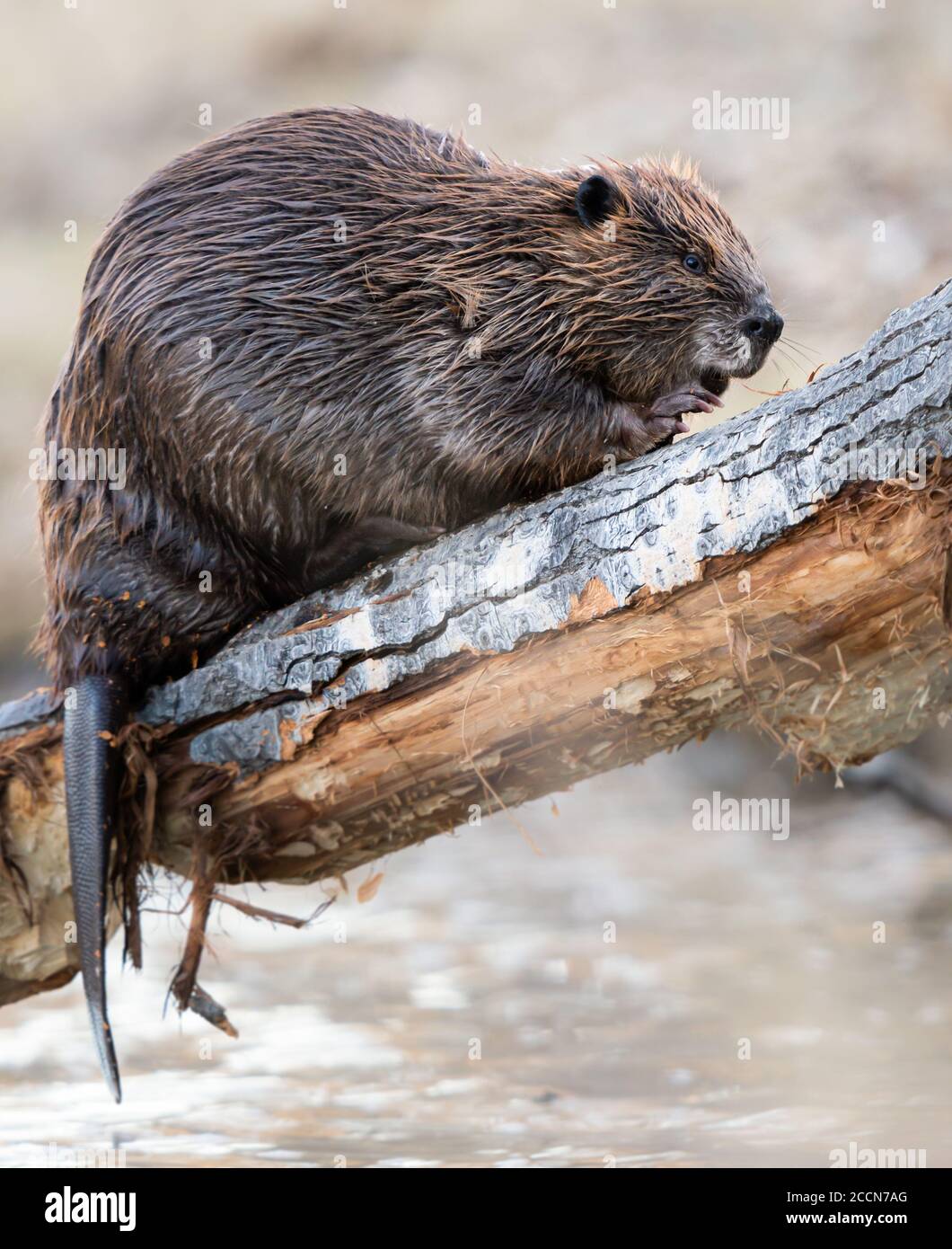 Beaver in the Canadian wilderness Stock Photo - Alamy