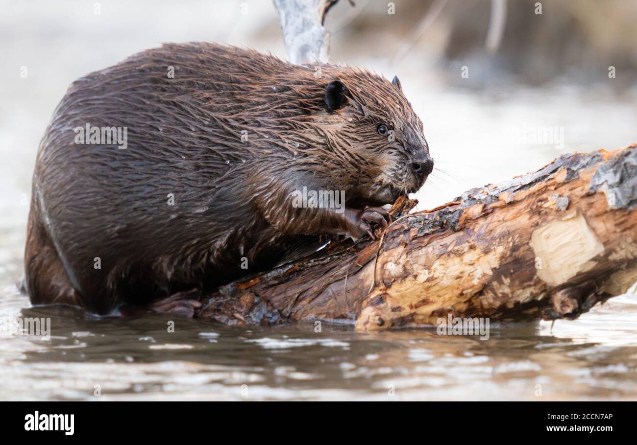 Beaver in the Canadian wilderness Stock Photo - Alamy