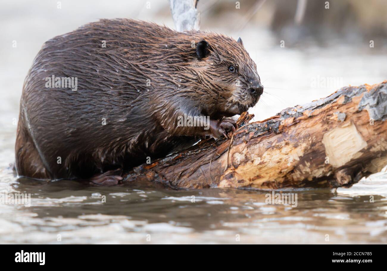 Beaver in the Canadian wilderness Stock Photo - Alamy