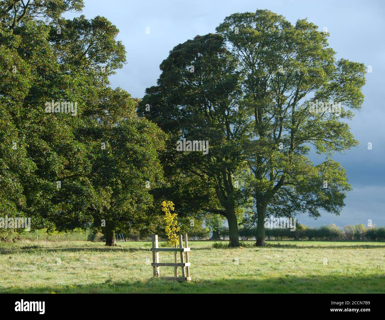 Staked tree hi-res stock photography and images - Alamy