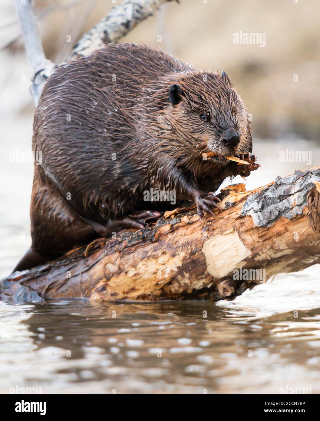 Beaver in the Canadian wilderness Stock Photo - Alamy