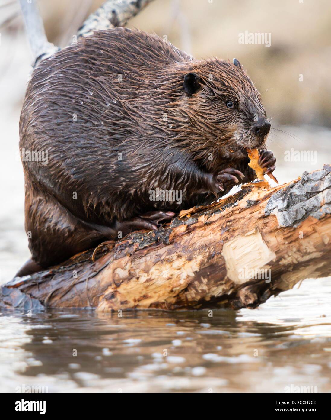 Beaver in the Canadian wilderness Stock Photo - Alamy
