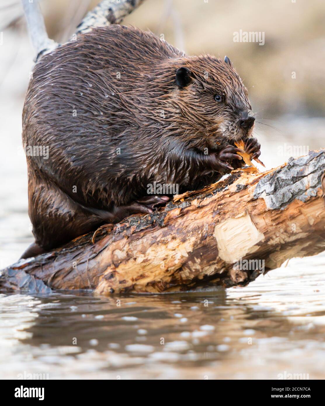 Beaver in the Canadian wilderness Stock Photo - Alamy