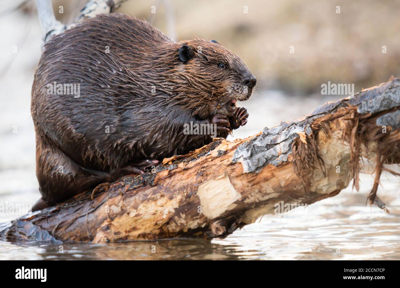 Beaver in the Canadian wilderness Stock Photo - Alamy