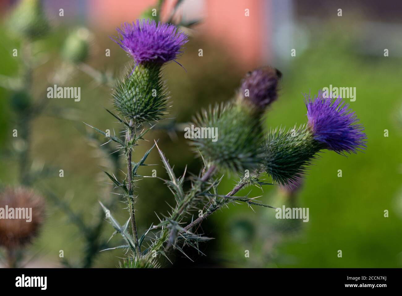 Frontier Park nature scenes in Erie, Pennsylvania Stock Photo - Alamy